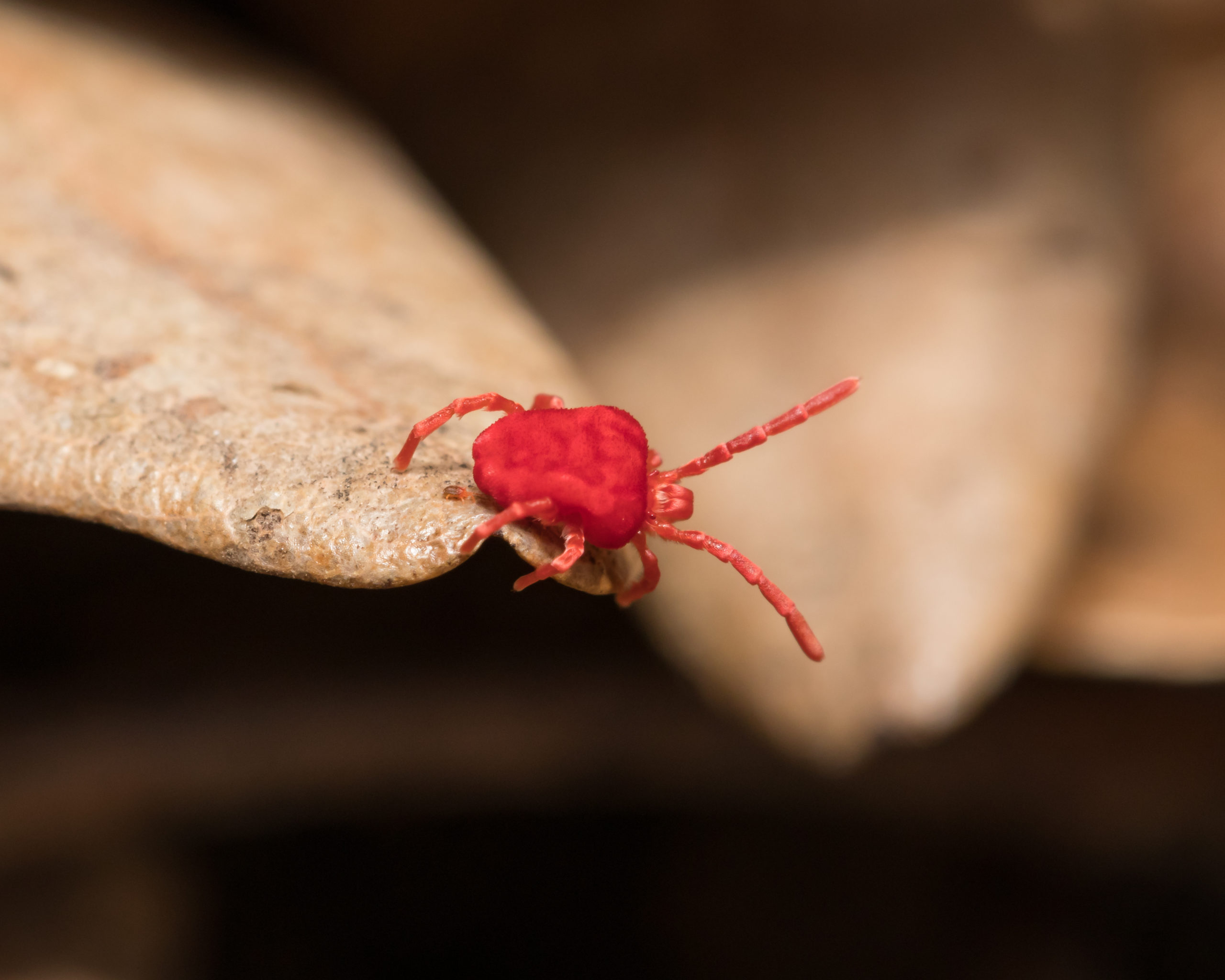 What Are Those Tiny Red Bugs And How Do I Get Rid Of Them Springer