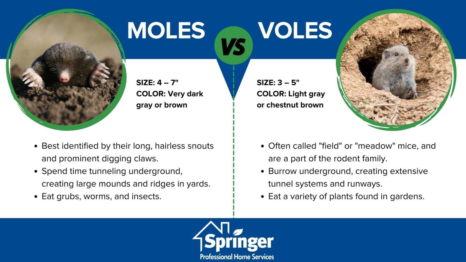 Moles vs Voles | Mole vs Vole Damage and Appearance in Des Moines IA