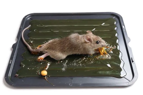 Best Way to Get Rid of Mice in IA | Rodent Treatment Tips